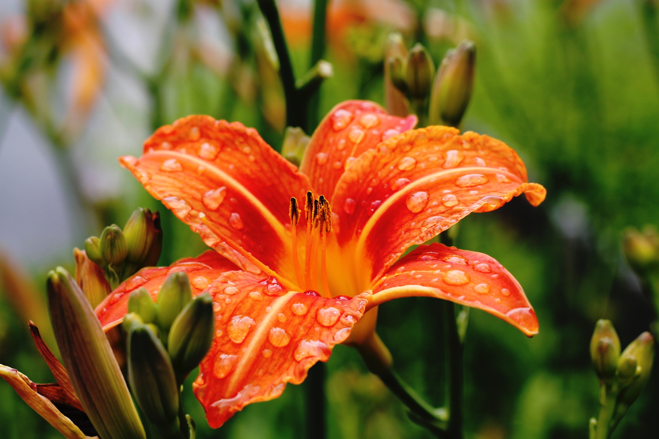 Life Insurance with multiple sclerosis [Ultimate Guide]